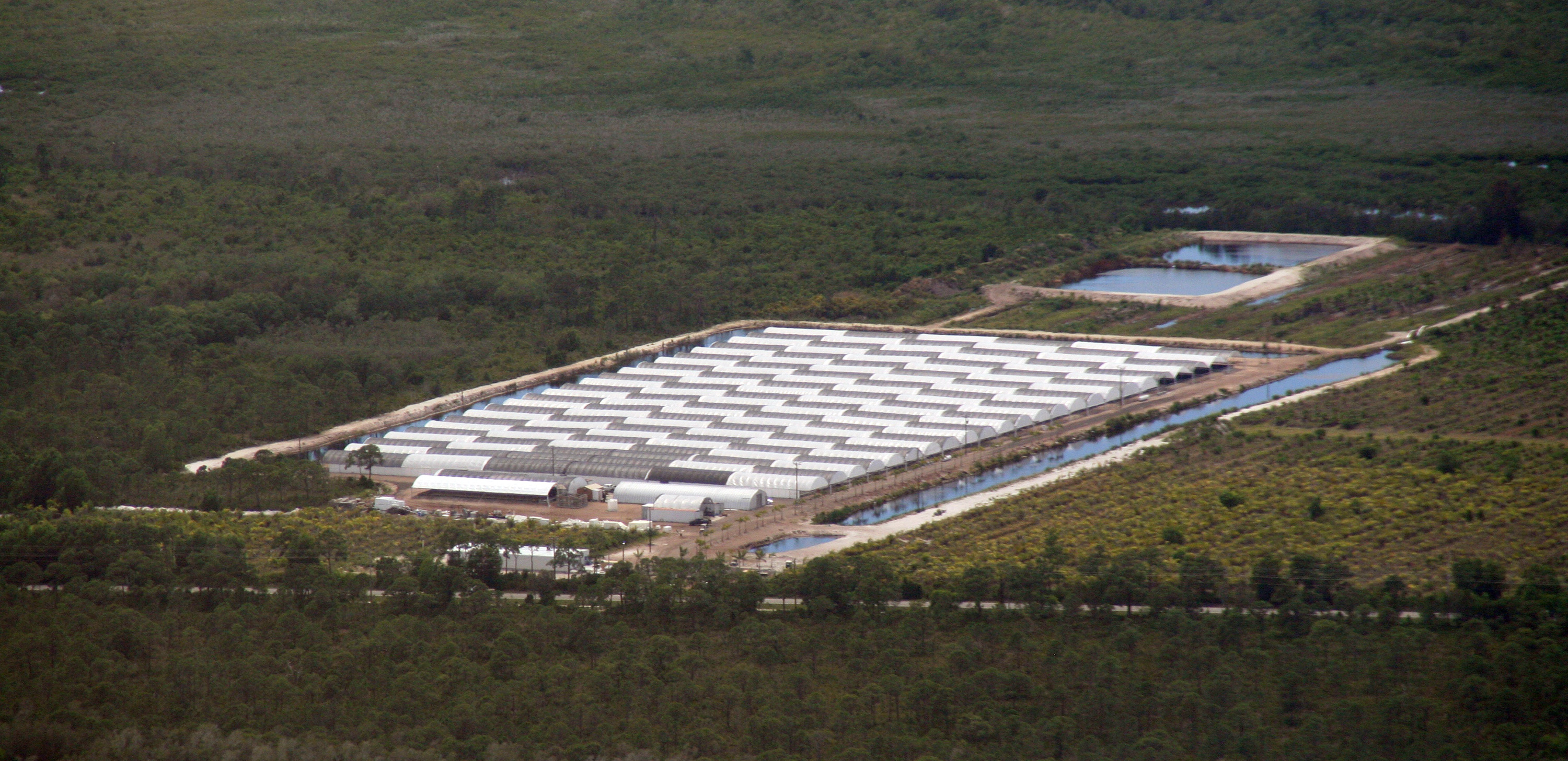 The Facility - American Penaeid